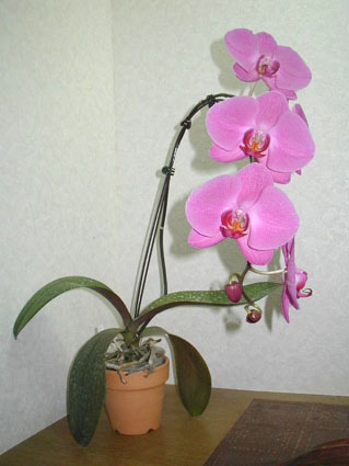 Dtps.（Lin Tiang Beauty 'M1001' x Phal. I-Hsin Smile 'KH4740'）