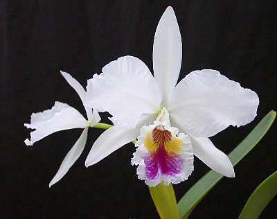 C. labiata var. semi-alba - カトレアの部屋 Abiko Orchid Room