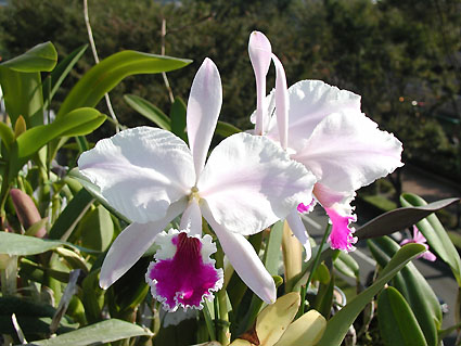 C. labiata var. semi-alba 'Marina' x 'Cooksoniae' - カトレアの部屋 Abiko ...