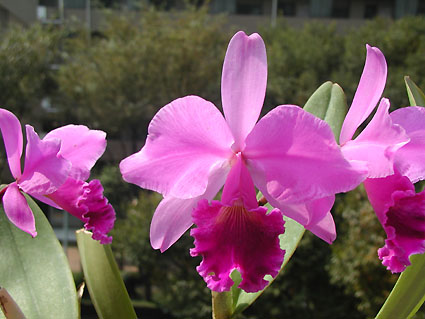 C. labiata var. rubra 'Schuller' - カトレアの部屋 Abiko Orchid Room