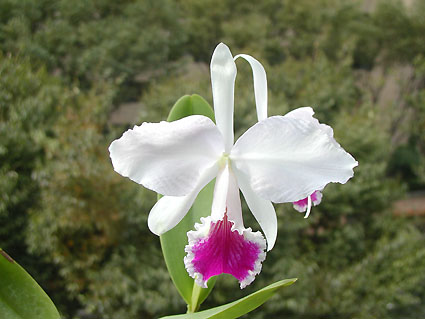 C. labiata var. semi-alba - カトレアの部屋 Abiko Orchid Room