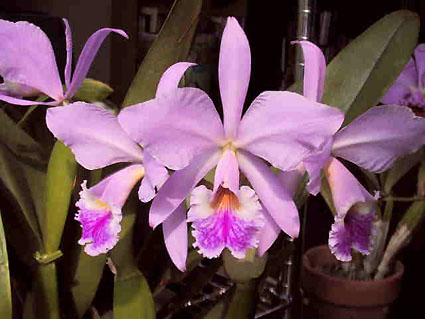 C. labiata - カトレアの部屋 Abiko Orchid Room