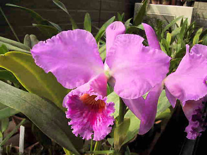 C. labiata 'Suspensorio' - カトレアの部屋 Abiko Orchid Room