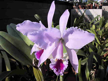 C. labiata 'Wenzel97#1' - カトレアの部屋 Abiko Orchid Room