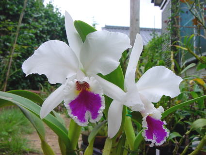 C. labiata var. s/a 'Cooksoniae' - カトレアの部屋 Abiko Orchid Room