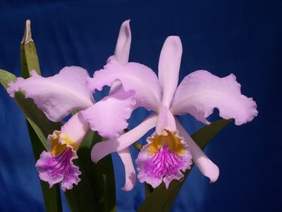 京都洋蘭会～今月の花 2006年 4月