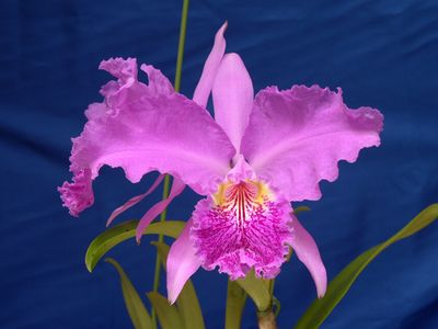 京都洋蘭会～今月の花 2006年 5月