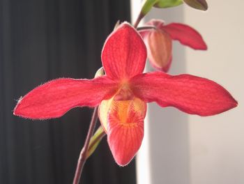 京都洋蘭会～月例会2008年 5月