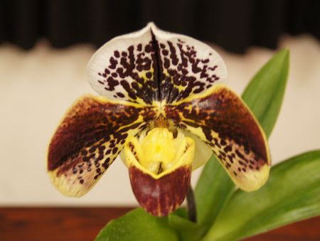 京都洋蘭会～月例会2015年 3月