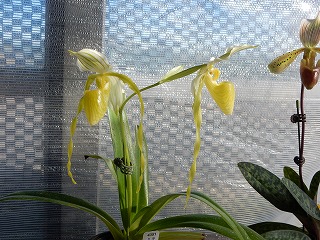 3. Paph. Mt. Toro , album