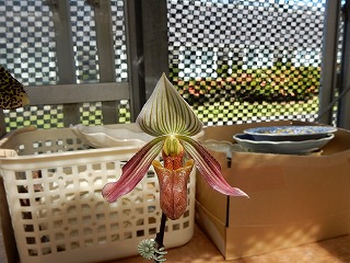 3. Paph. urbanianum