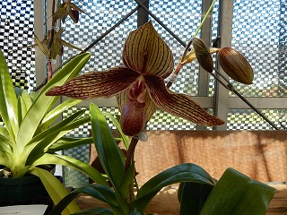 1. Paph. Alexej