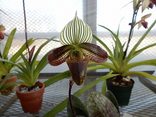 2 . Paph. wardii 'F.Yamamoto'