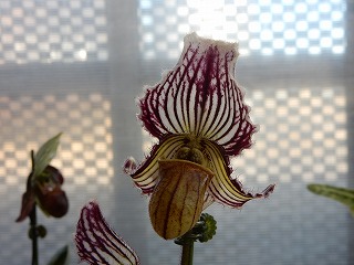 11. Paph. fairrieanum