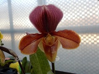 20. Paph. Battle of Egypt