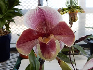 24. Paph. ((Millinette x Keyeshill) x Via Mesa Grand)