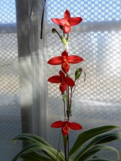 2 . Phrag. Inca Fire 'Hinuma'